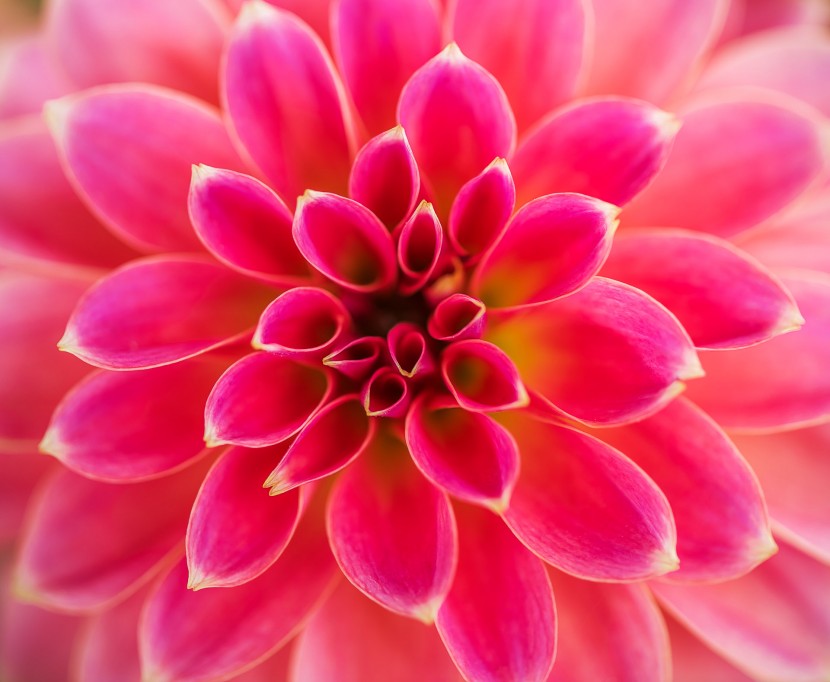 Flower Photography - A Colorful Way to Remember your Travels - Part 1 ...
