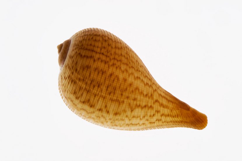 Seashell Photography - Sharing Your Seashells – The Illuminating Lens