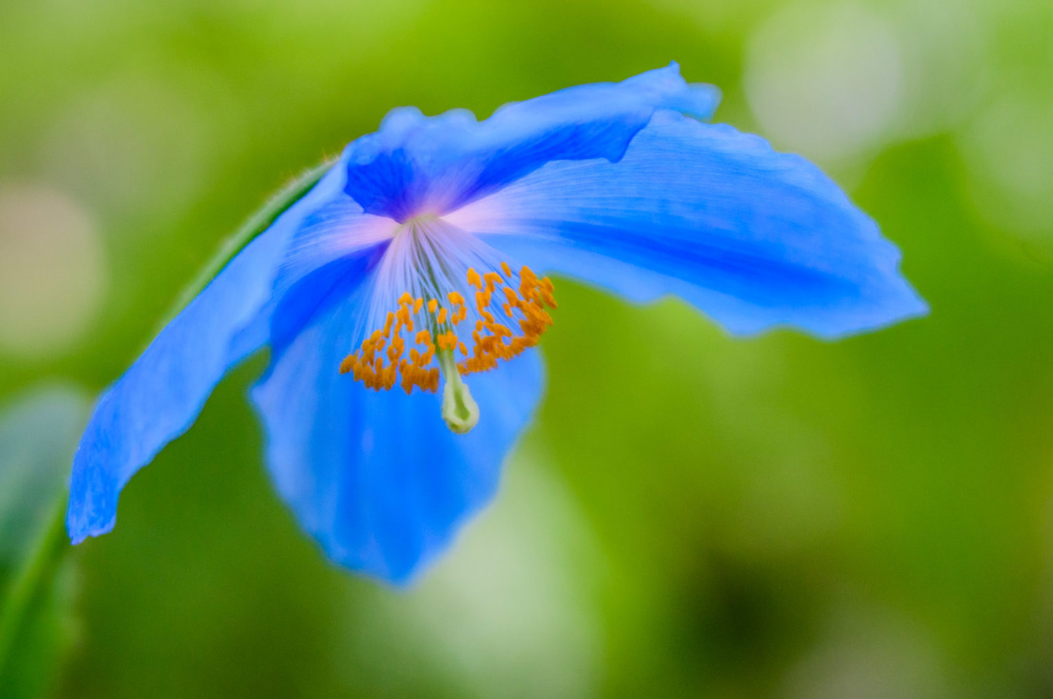 Longwood Gardens - My Search for the Himalayan Blue Poppy - Kennett ...