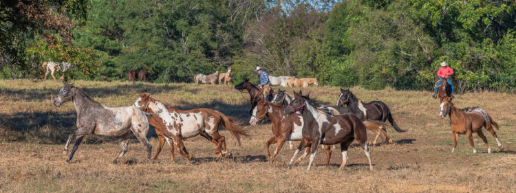Southern Cross Guest Ranch - Equine Photography Workshop - Madison, GA ...